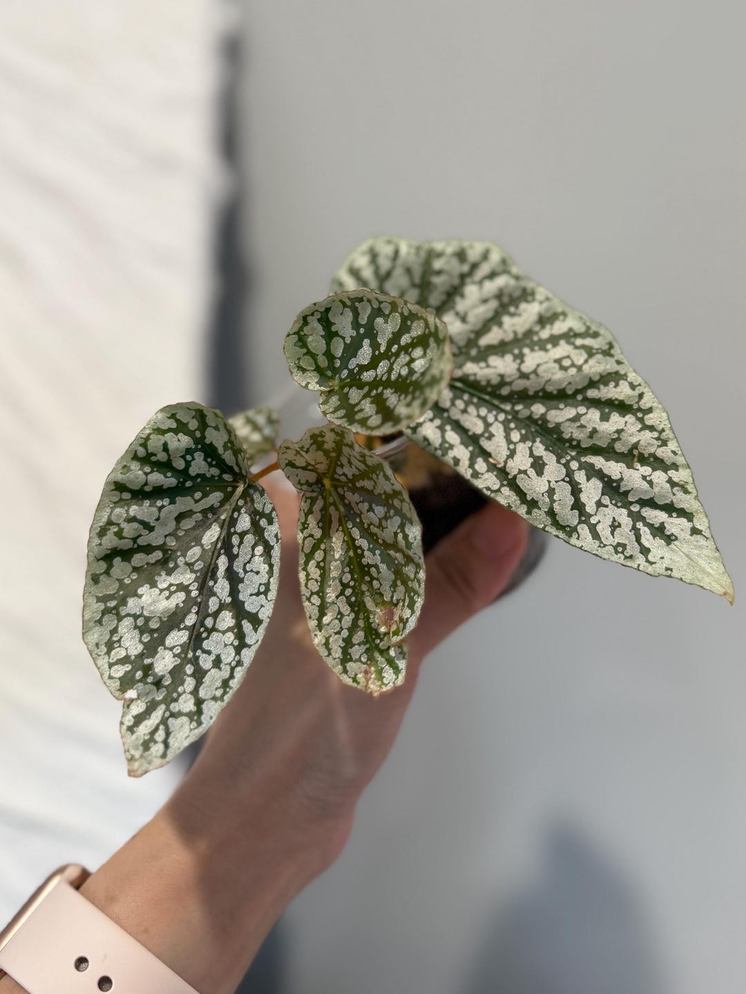 Begonia Snow Capped - Etsy