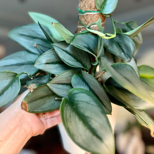 Scindapsus Treubii Moonlight Variegated Albo - Etsy