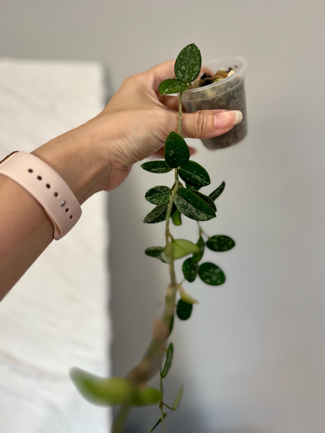 Hoya Mathilde Super Silver Splash With 4 Peduncle - Etsy