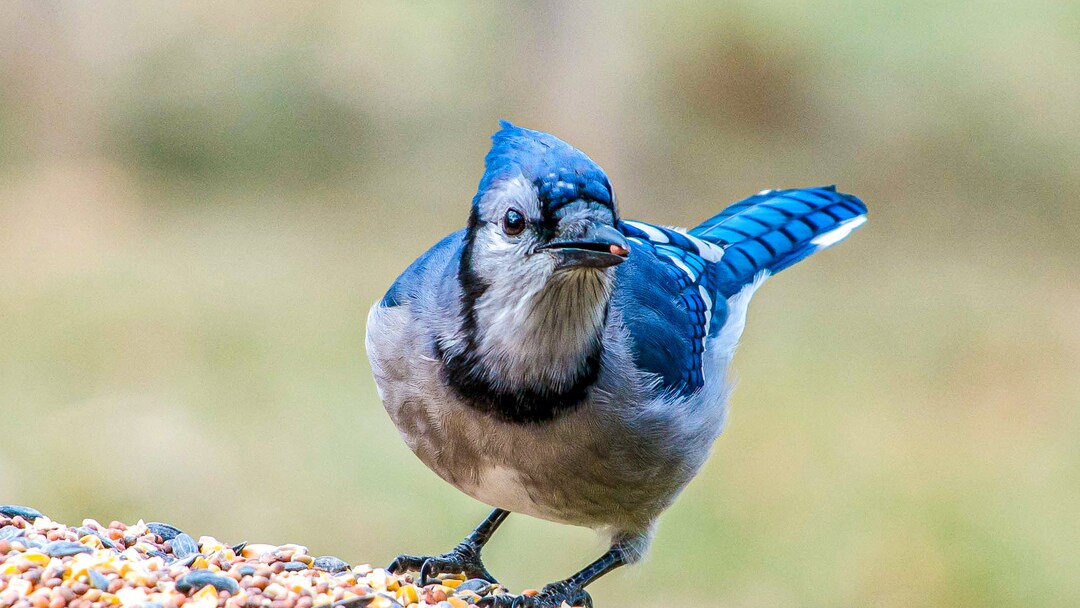 Beautiful Blue Jay Picture, Nature/bird Digital Art Print – Instant ...