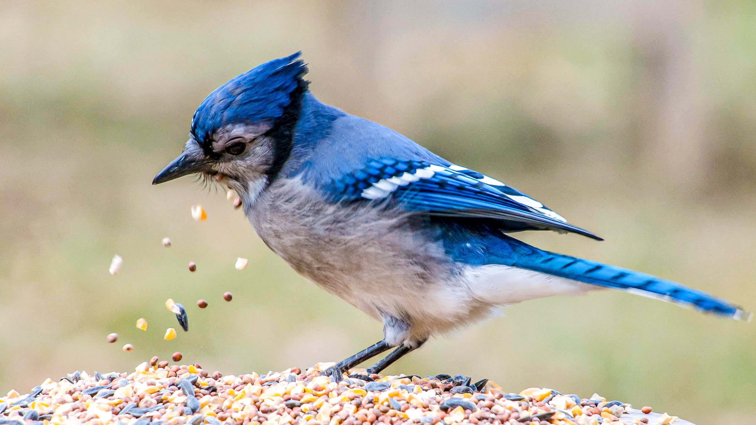 Stunning Blue Jay Picture, Nature/bird Digital Art Print - Instant ...