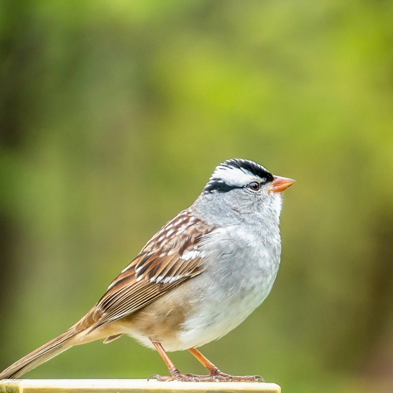 Sparrow Photography - Etsy