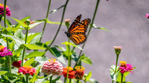Monarch Butterfly Landing