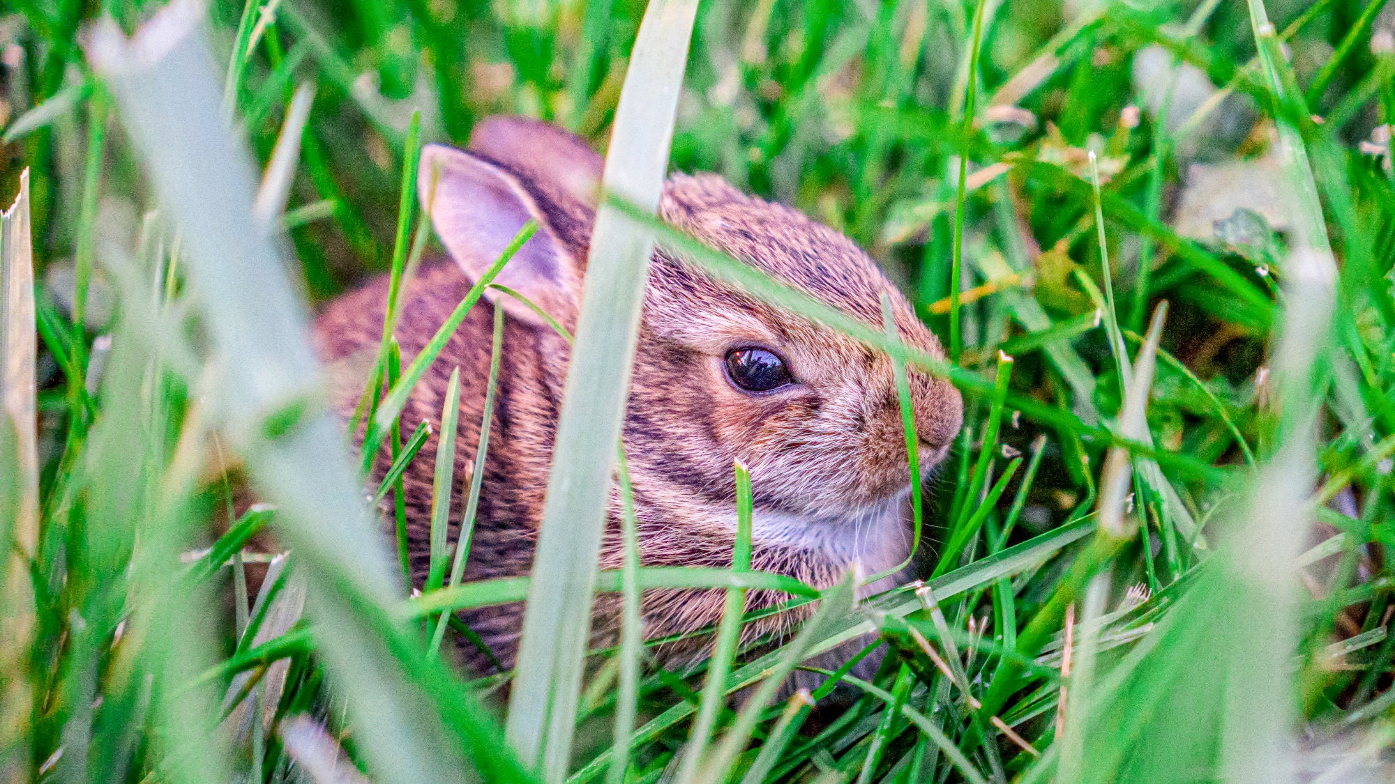 Cute Baby Bunny Photo, Digital Art Print - Instant Download - Etsy