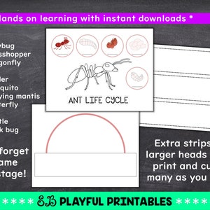 Insect Life Cycle Sequencing Hats for Kids, Hands-on Life Cycle ...