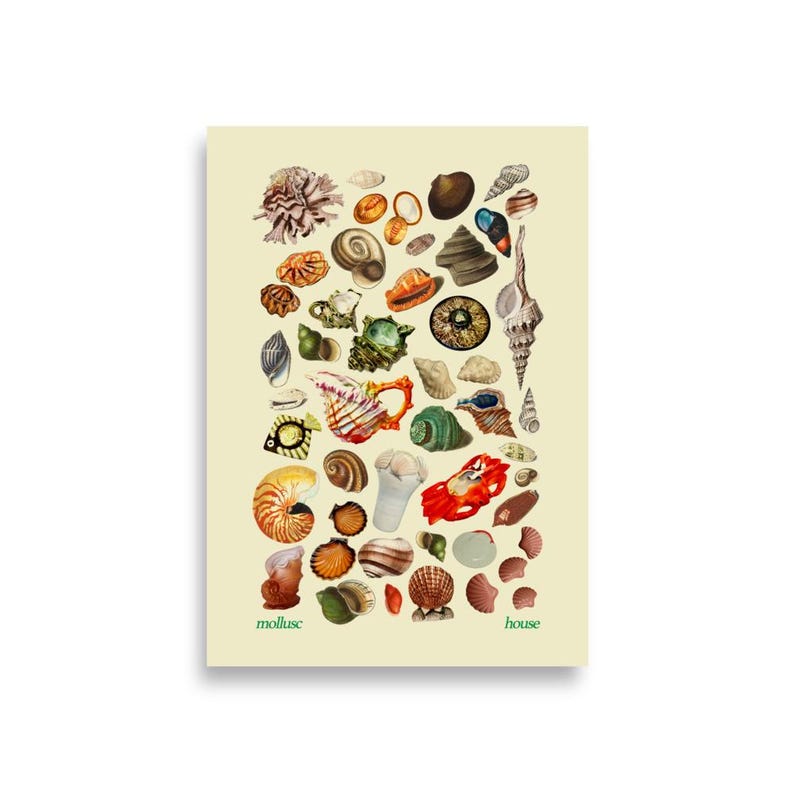 Mollusc House Shell Poster - Etsy