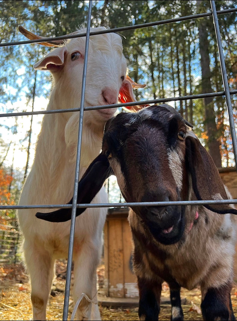 Pine Scented Goat Milk Soap With Shea Butter Made With the Help of Our ...