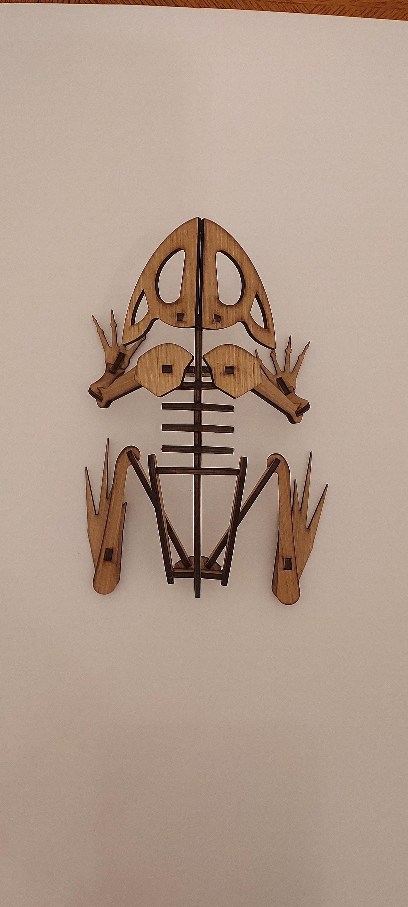 Frog Skeleton Kit Bone Frog Puzzle DIY Gift - Etsy