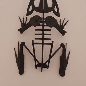 Frog Skeleton Kit Bone Frog Puzzle DIY Gift - Etsy