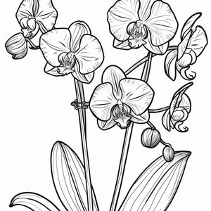 Printable Printable Orchid Coloring Book Pages for Adults, Floral Adult ...