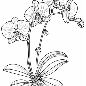 Printable Printable Orchid Coloring Book Pages for Adults, Floral Adult ...