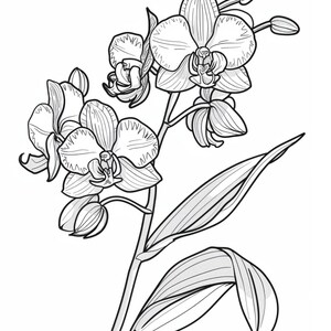 Printable Printable Orchid Coloring Book Pages for Adults, Floral Adult ...
