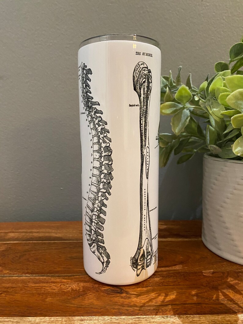 Anatomy Body Parts Skeleton Brain Spine Eye Hip Lungs Tumbler Cup Gift ...