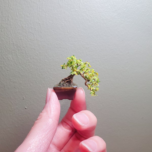 Indoor Bonsai - Etsy