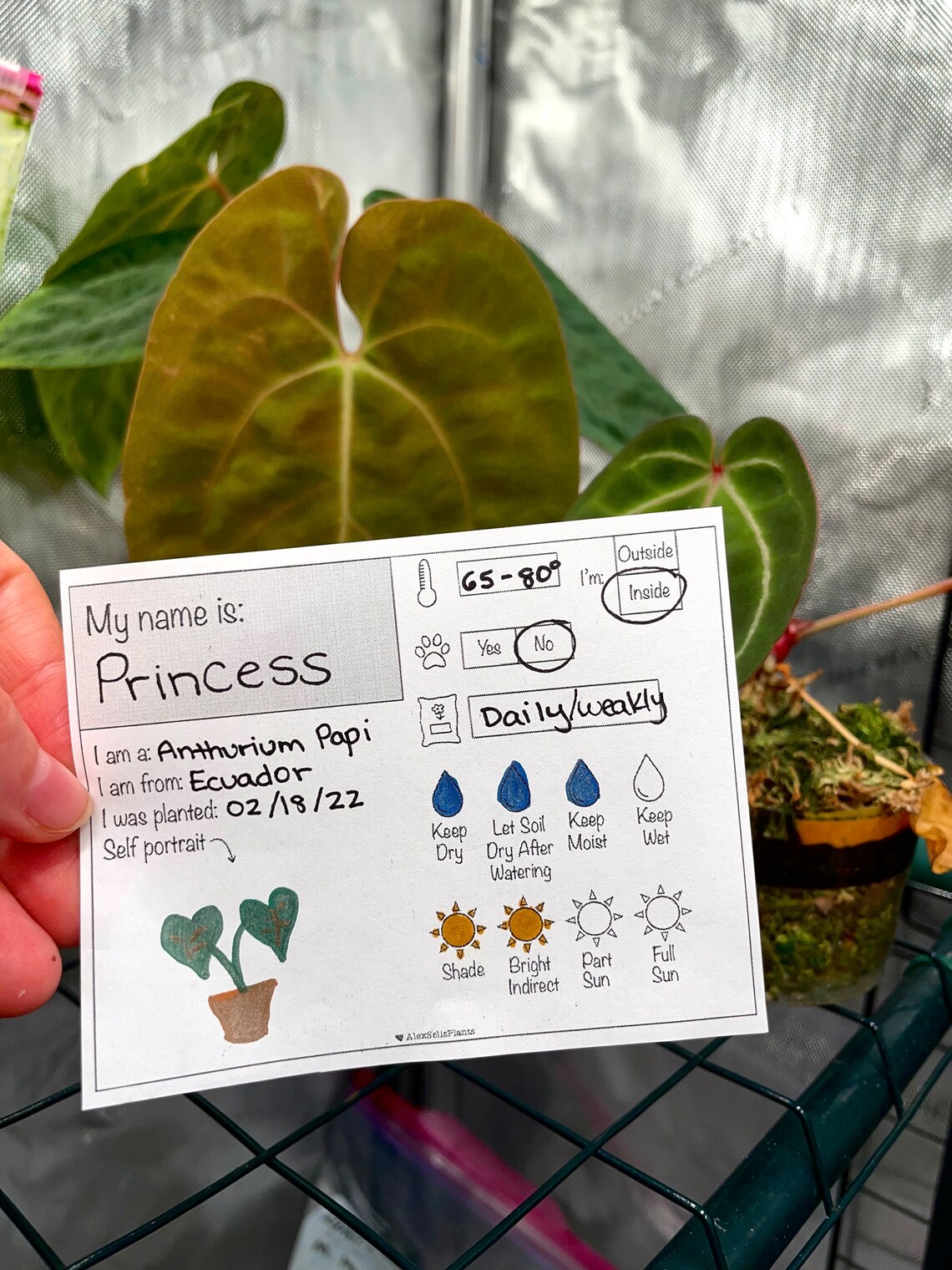 PLANT CARE Instruction Card, DIGITAL Care Card, Printable Plant Care ...