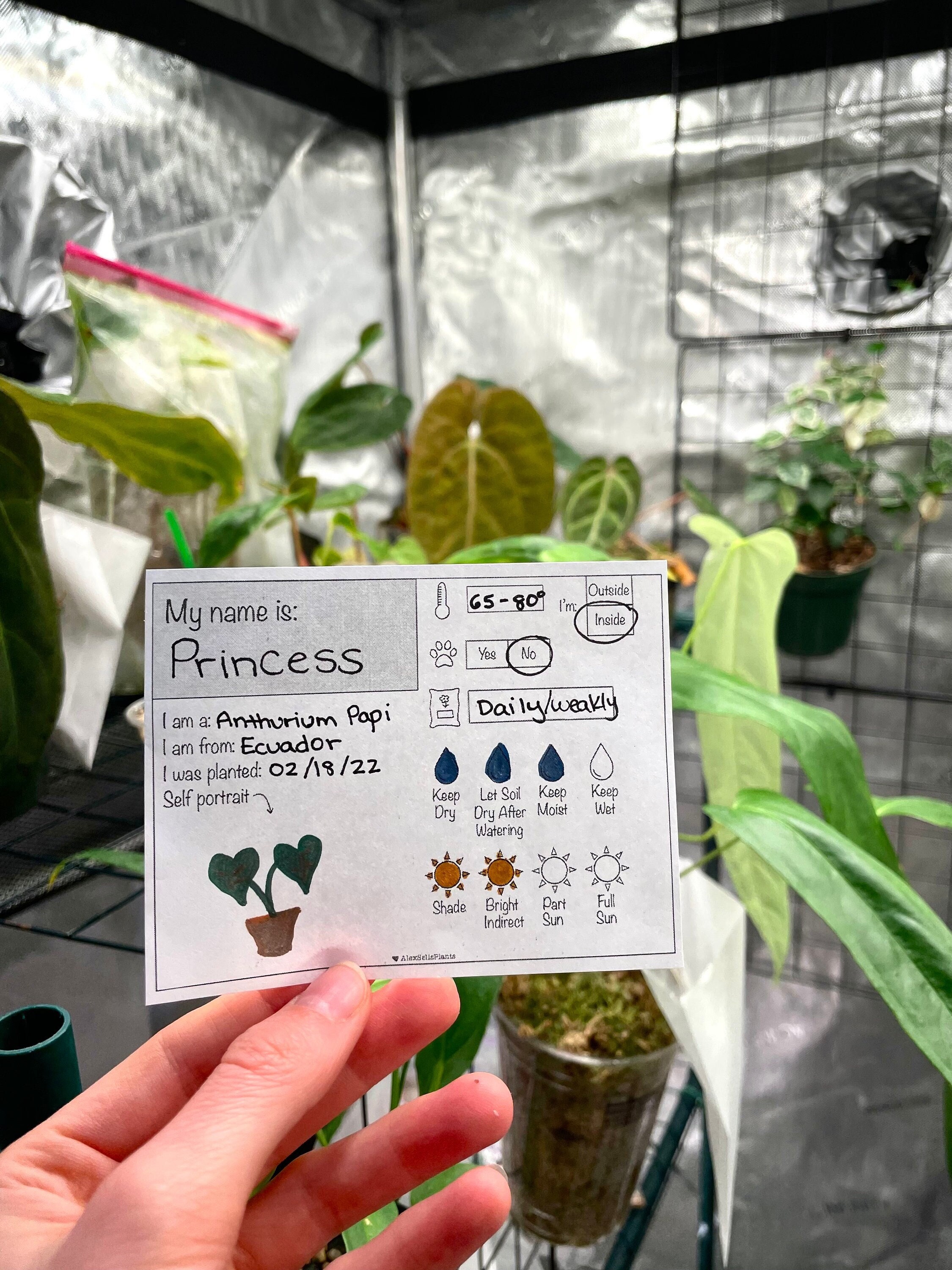 PLANT CARE Instruction Card, DIGITAL Care Card, Printable Plant Care ...