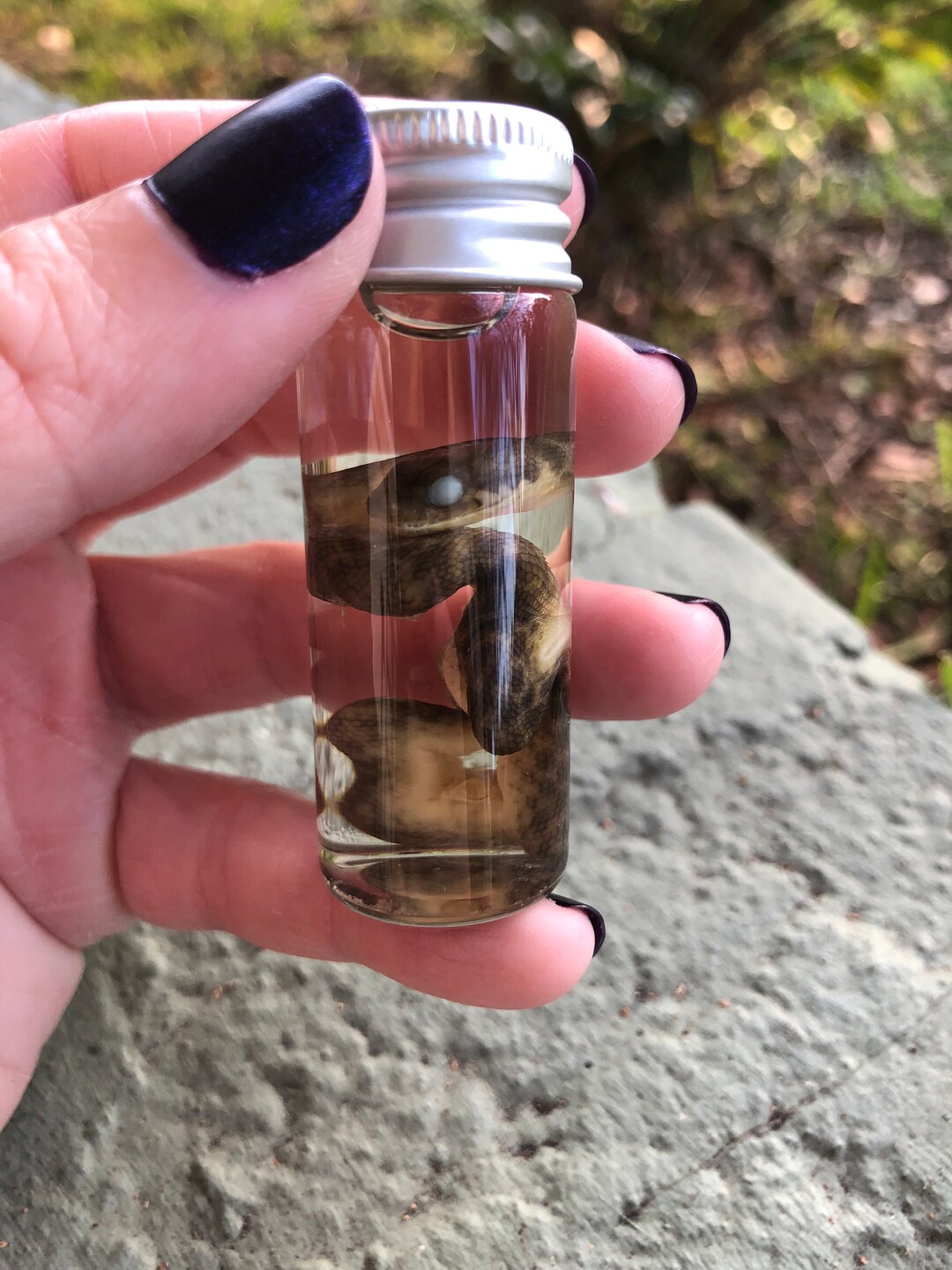 Baby Madagascar Cat-eyed Snake Wet Specimen- Rare Deformed Snake Oddity ...