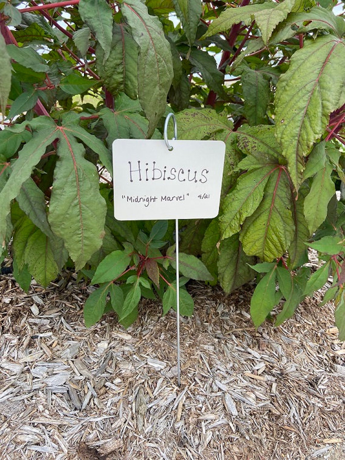 15" Tall Decorative Garden Label/plant Marker With Extra Large ...