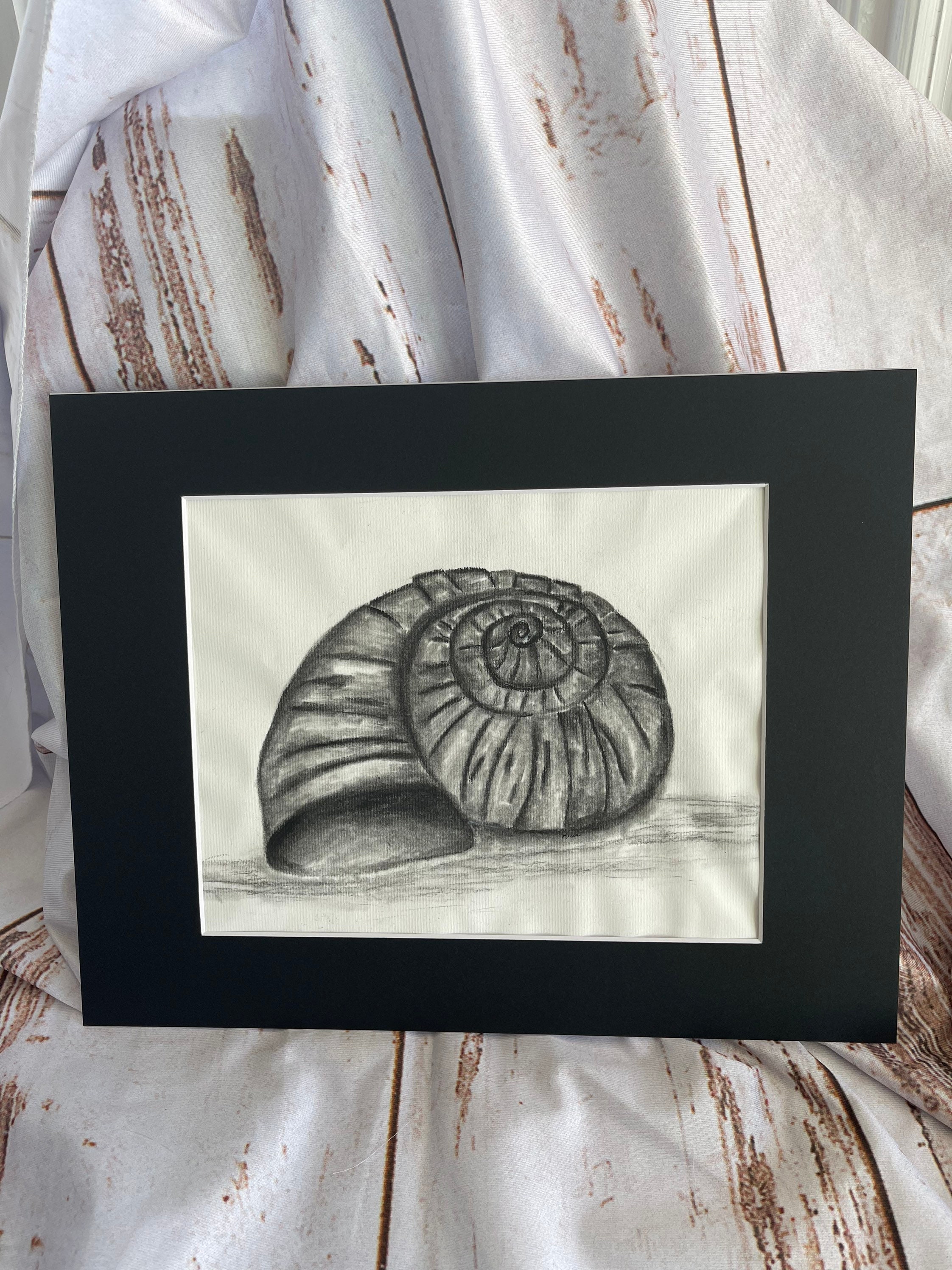 Charcoal Seashell Drawing - Etsy