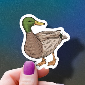 Mallard Duck Sticker | Wildlife Bird Decal | Cute Waterfowl Duck ...