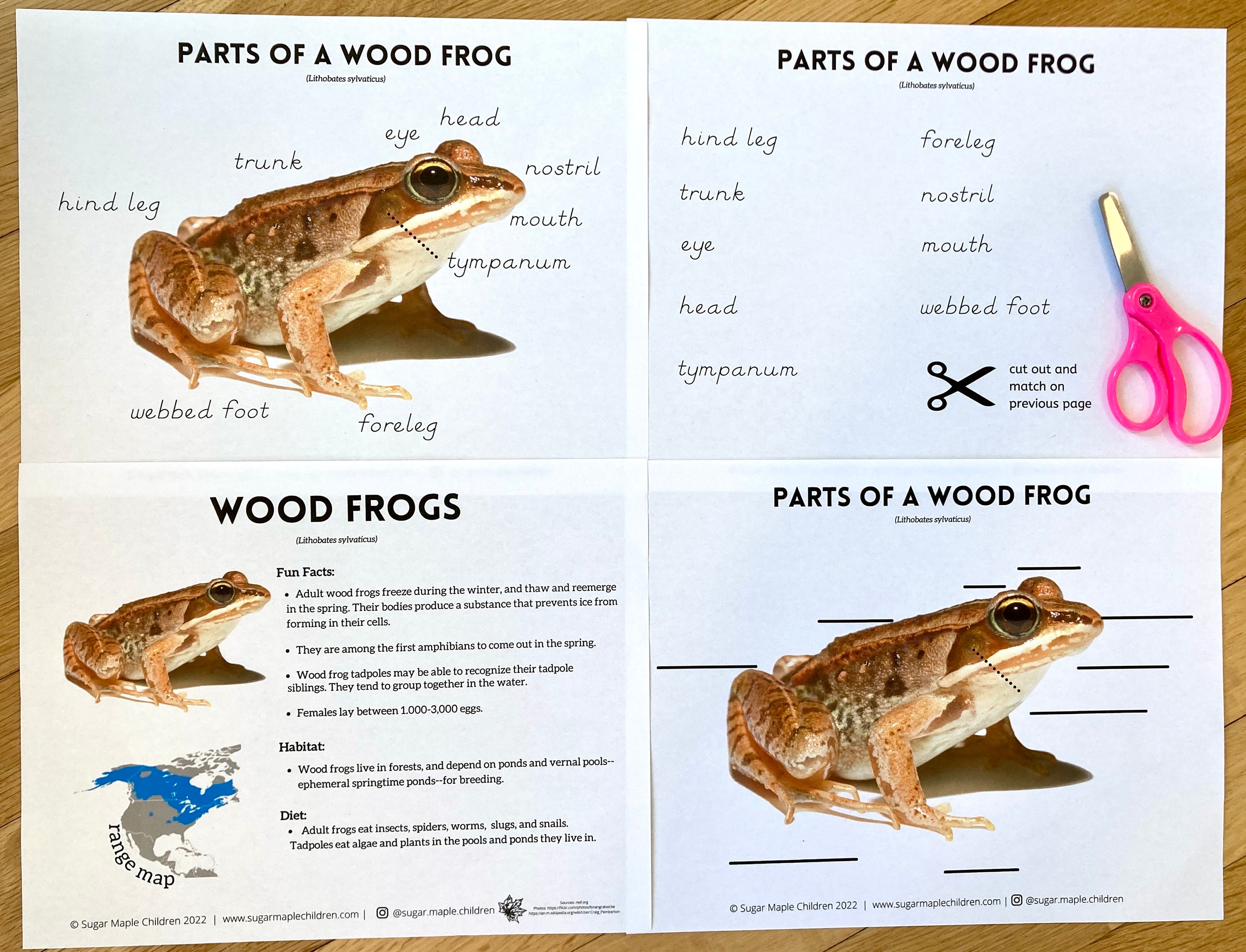 Wood Frog Anatomy and Facts Activity -- Montessori Inspired, Preschool ...