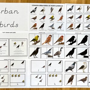 Urban Birds of North America -- Montessori Inspired, Preschool and ...