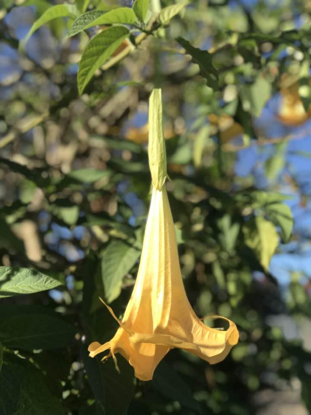 Angel Bell Flower Seeds Available for Sale. 15 Seeds per Order ...