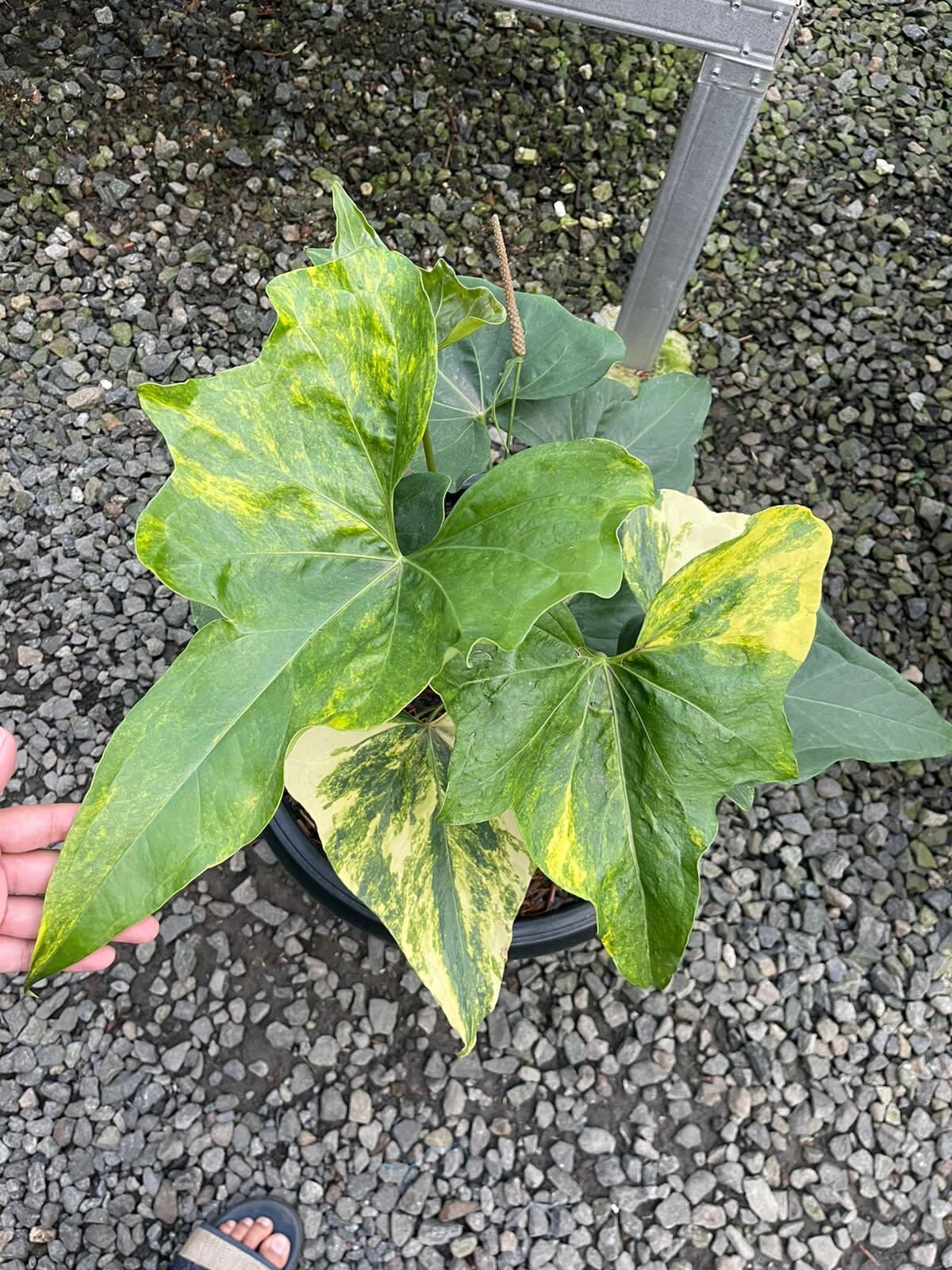 Anthurium Pterodactyl Variegated Rare Plant Free Phytosanitary - Etsy