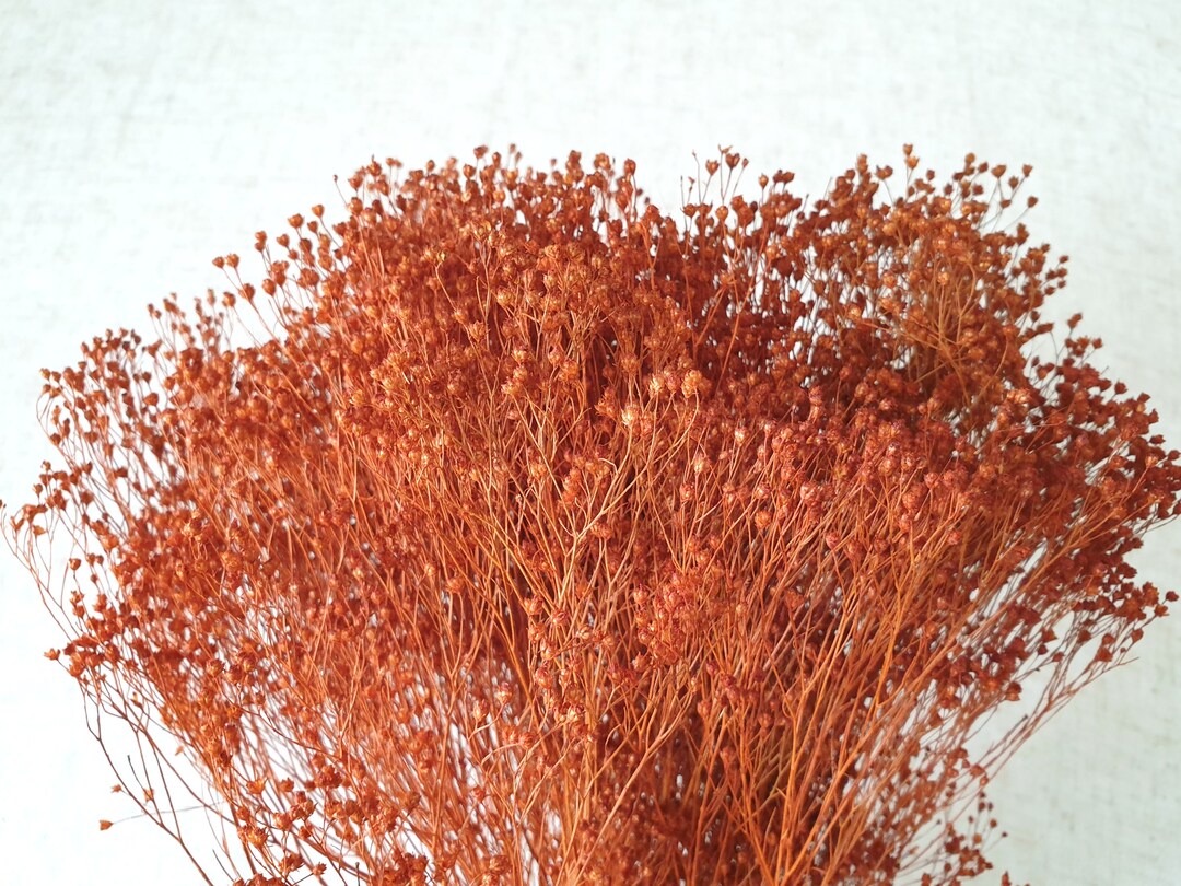 Dried Broom Bloom Terracotta Bunch 100g - Etsy