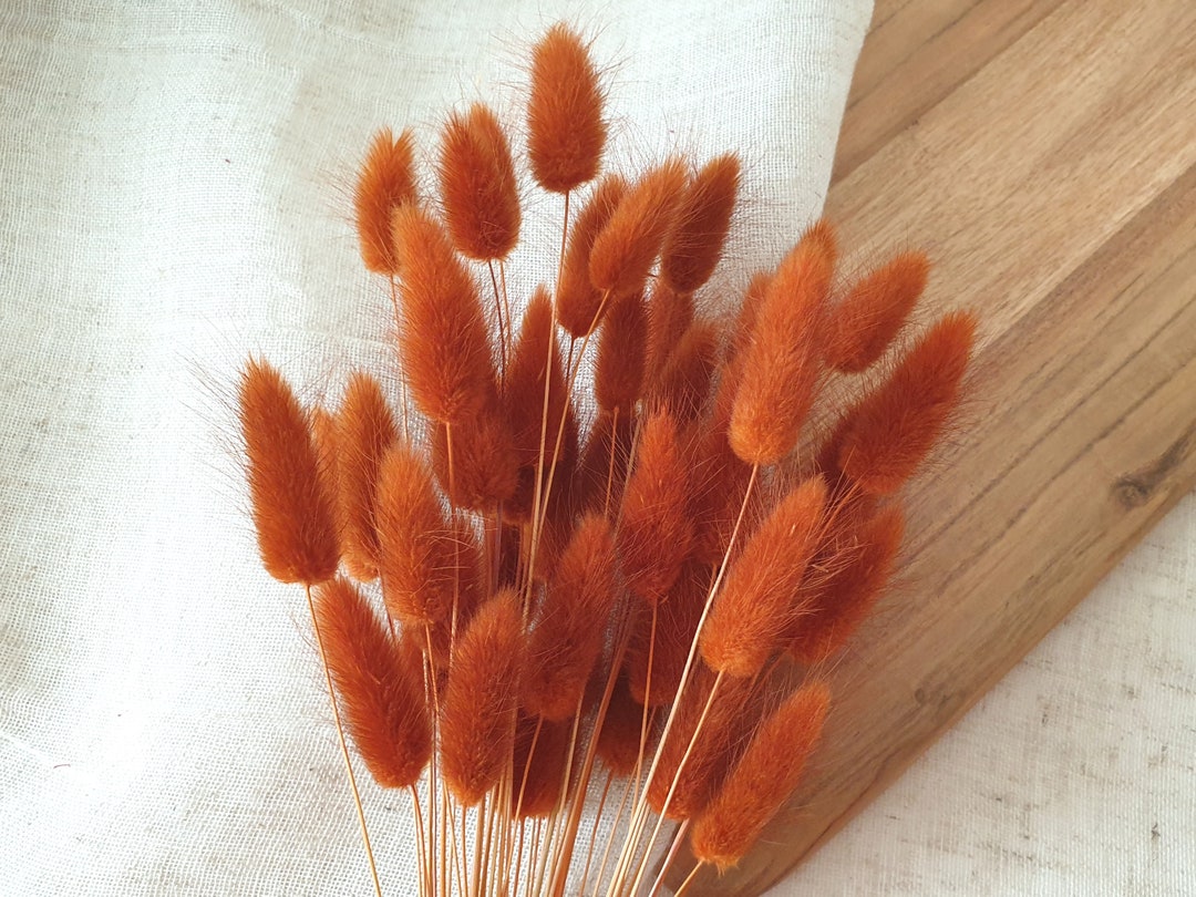 Lagurus séché - terracotta - 50 tiges - Etsy France