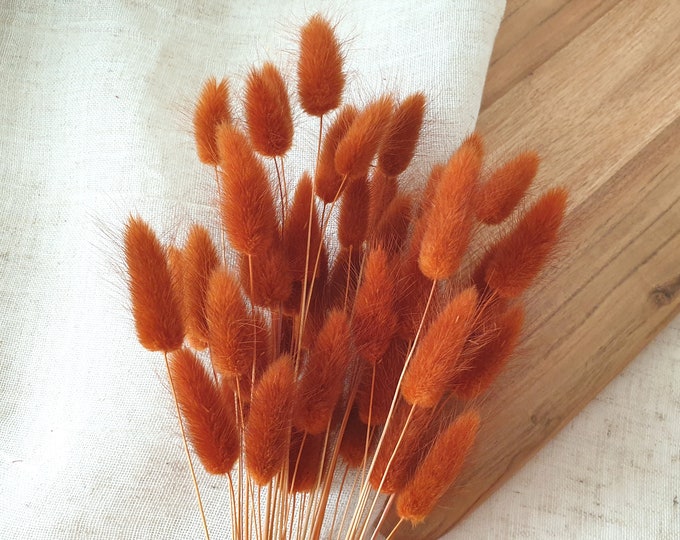 Dried Lagurus Terracotta 50 Stems - Etsy