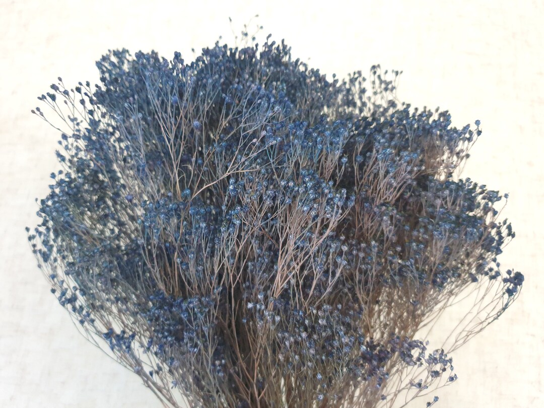 Dried Broom Bloom Dark Blue 100g - Etsy