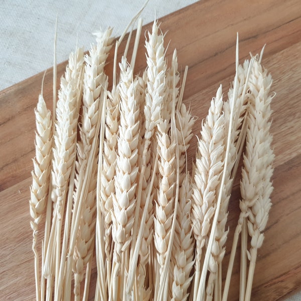 Dried Wheat - Etsy