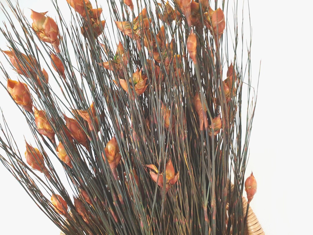 Preserved Bell Grass Female Autumnal Bunch 50g - Etsy