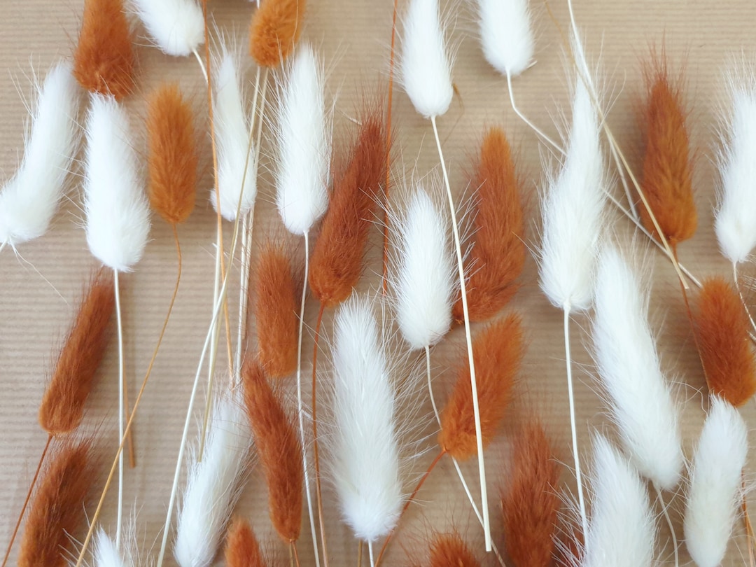 100 Dried Lagurus Heads in Terracotta & White DIY Creative Hobbies ...