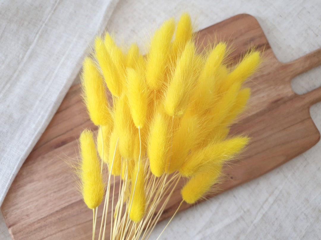 Dried Lagurus Yellow 30 Stems / 50 Stems - Etsy