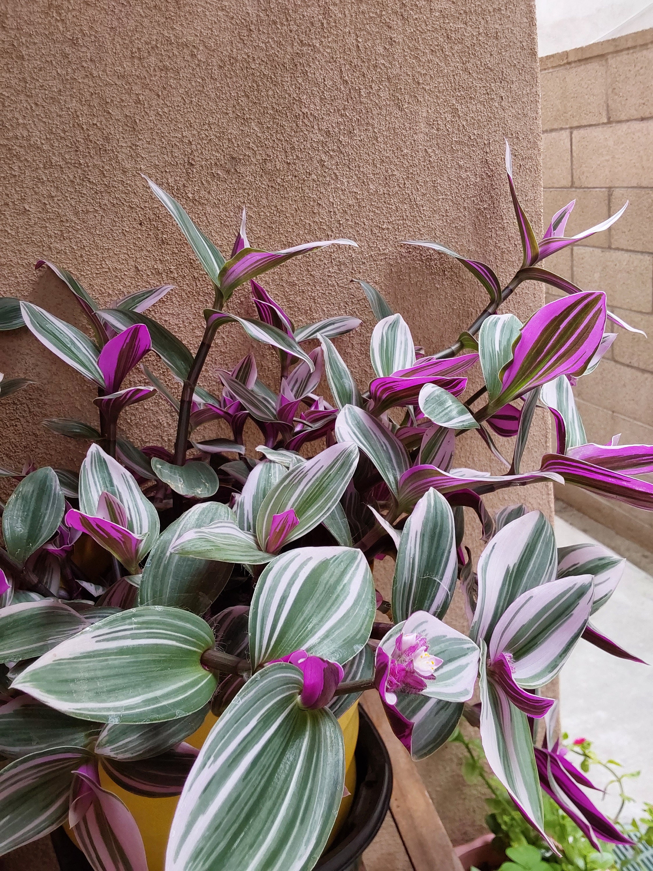 Tradescantia Nanouk/plant - Etsy
