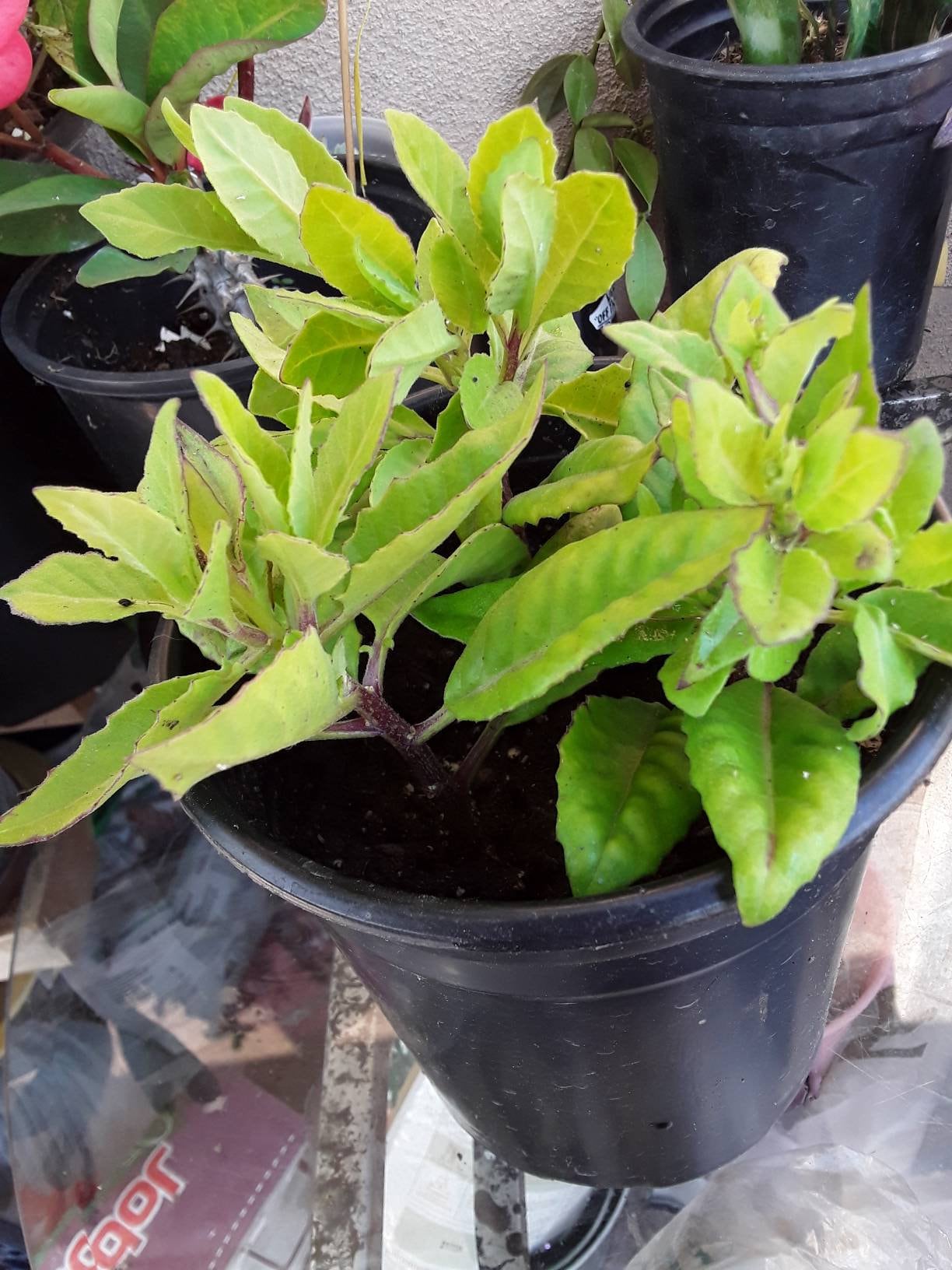 Longevity/ Spinach Plant - Etsy