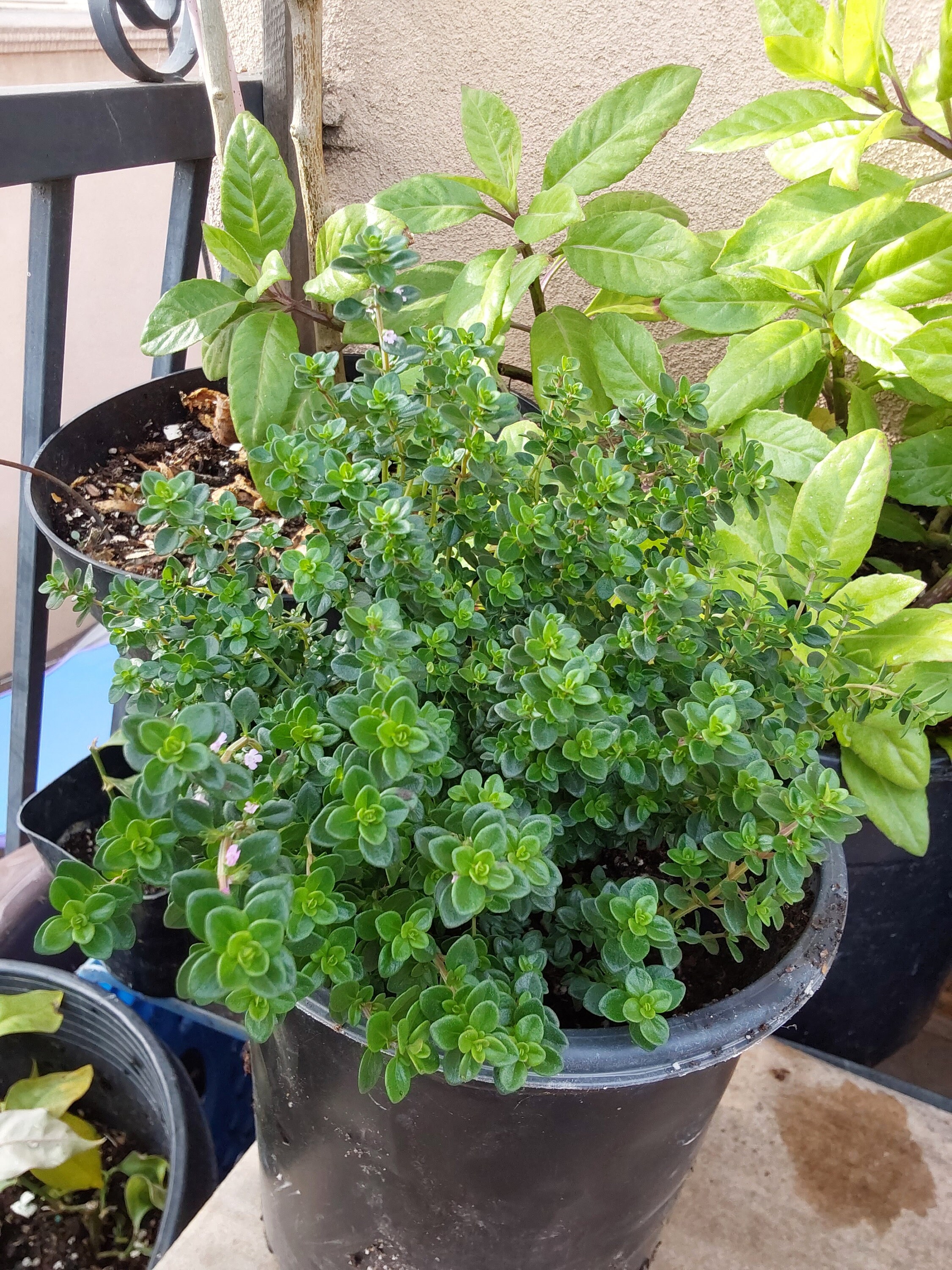 Thyme/ Tomillo Plant - Etsy