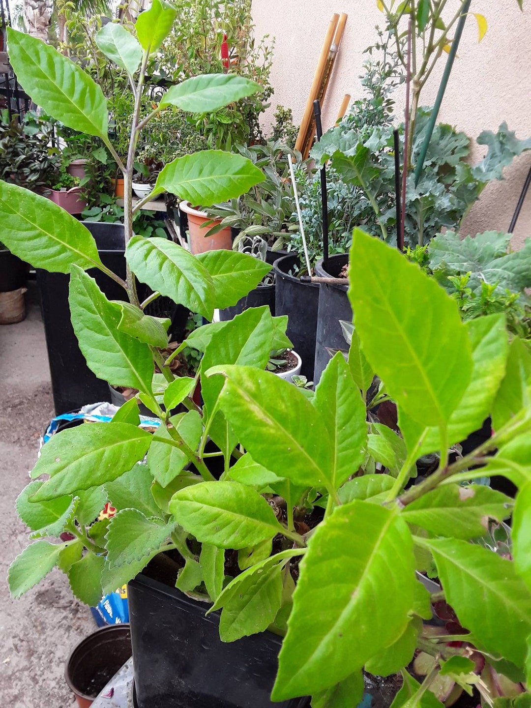 Longevity/ Spinach Plant - Etsy