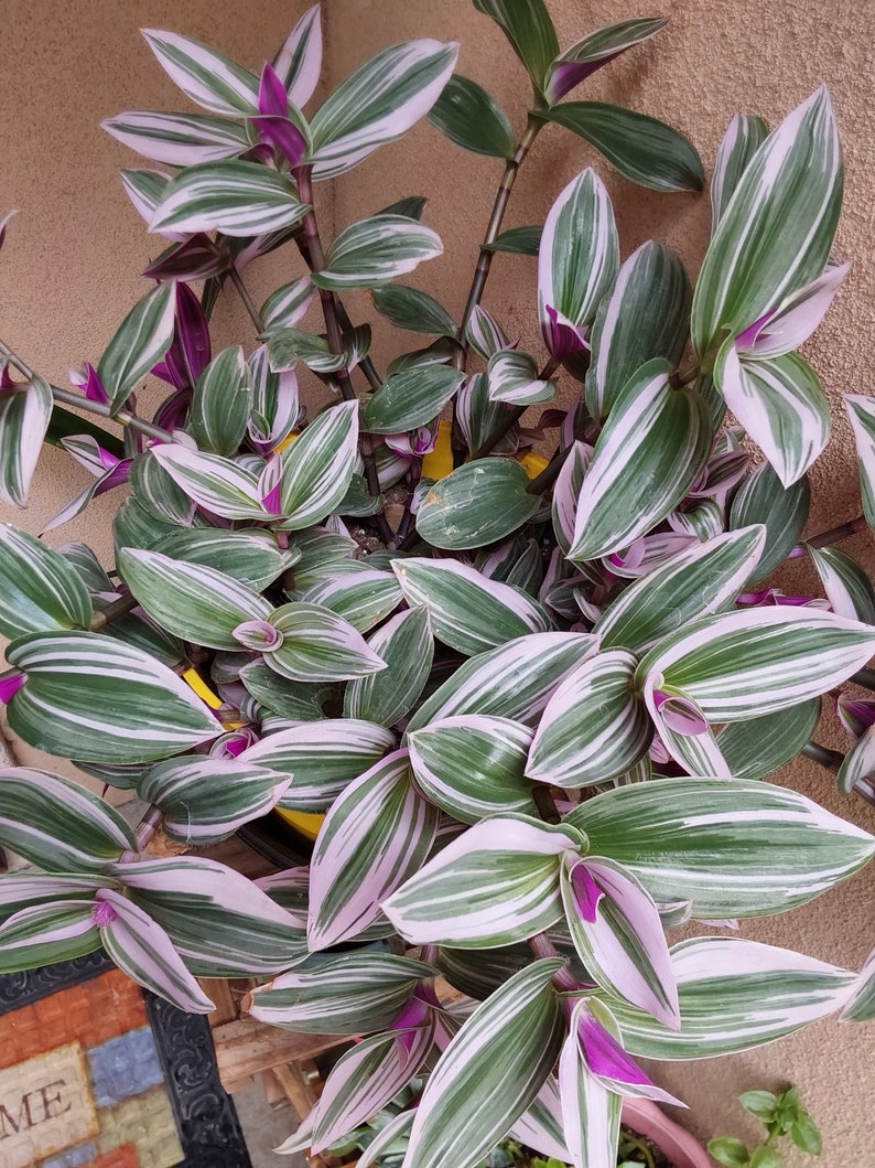 Tradescantia Nanouk/plant - Etsy