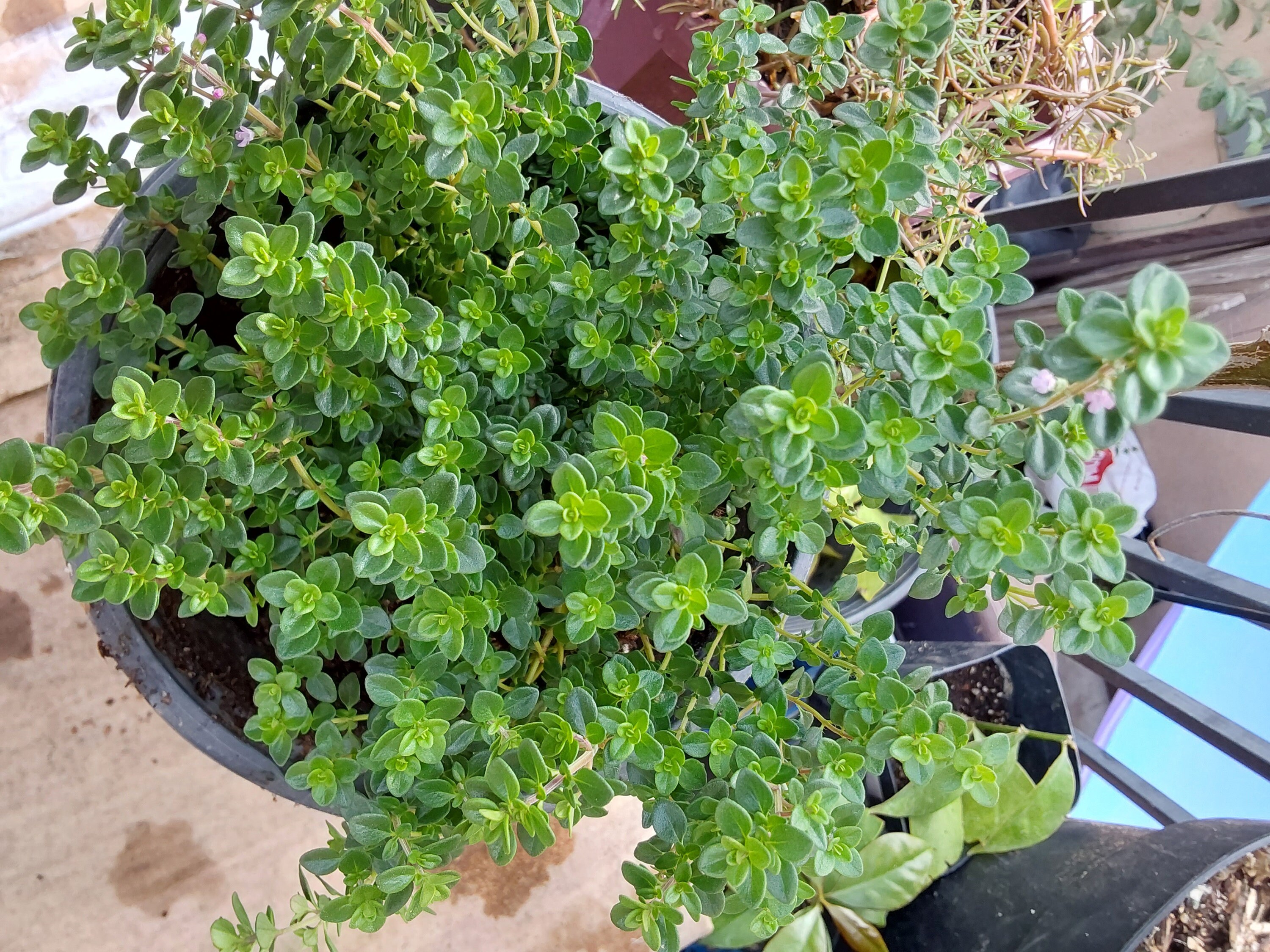 Thyme/ Tomillo Plant - Etsy