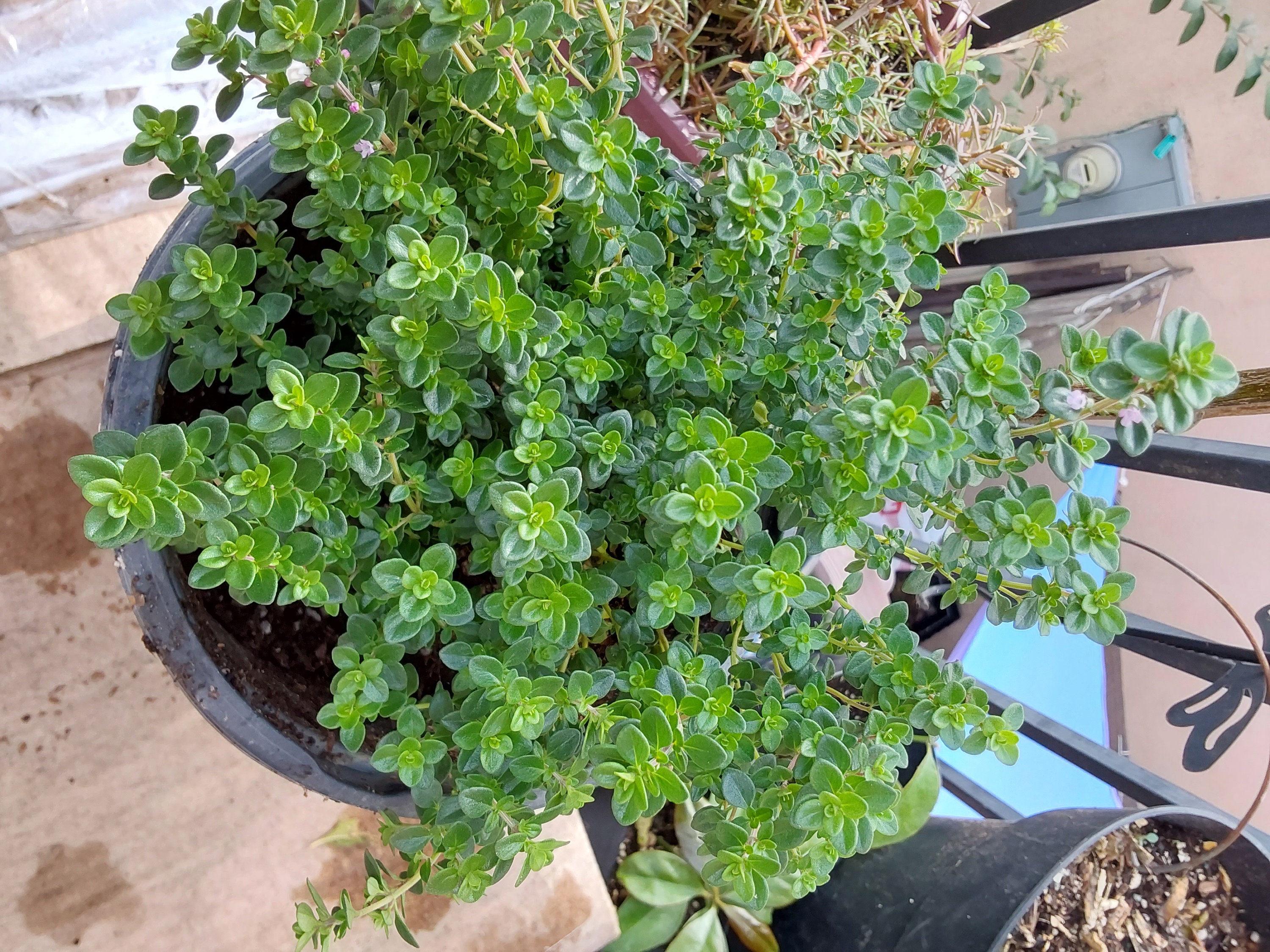 Thyme/ Tomillo Plant - Etsy