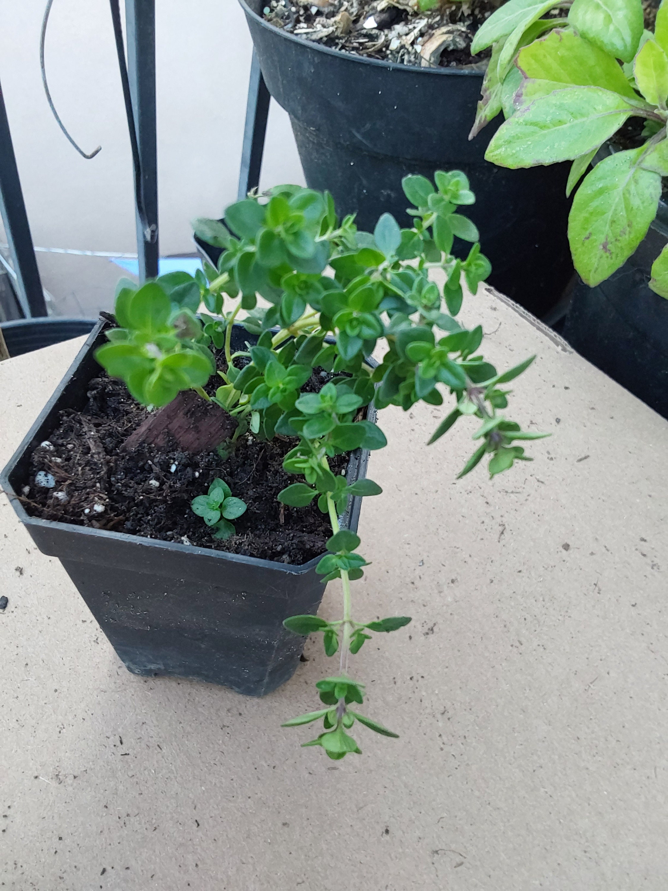 Thyme/ Tomillo Plant - Etsy