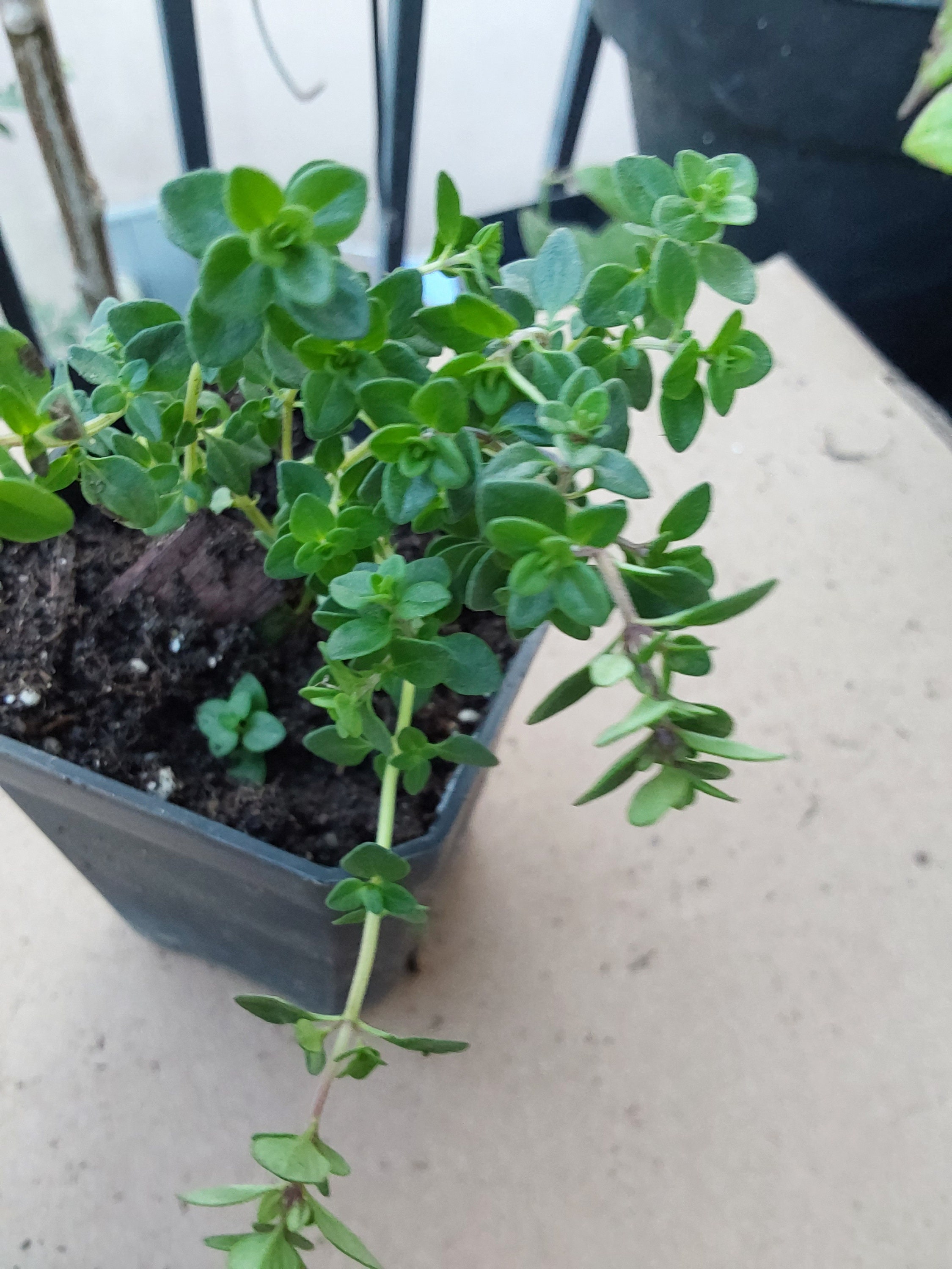 Thyme/ Tomillo Plant - Etsy