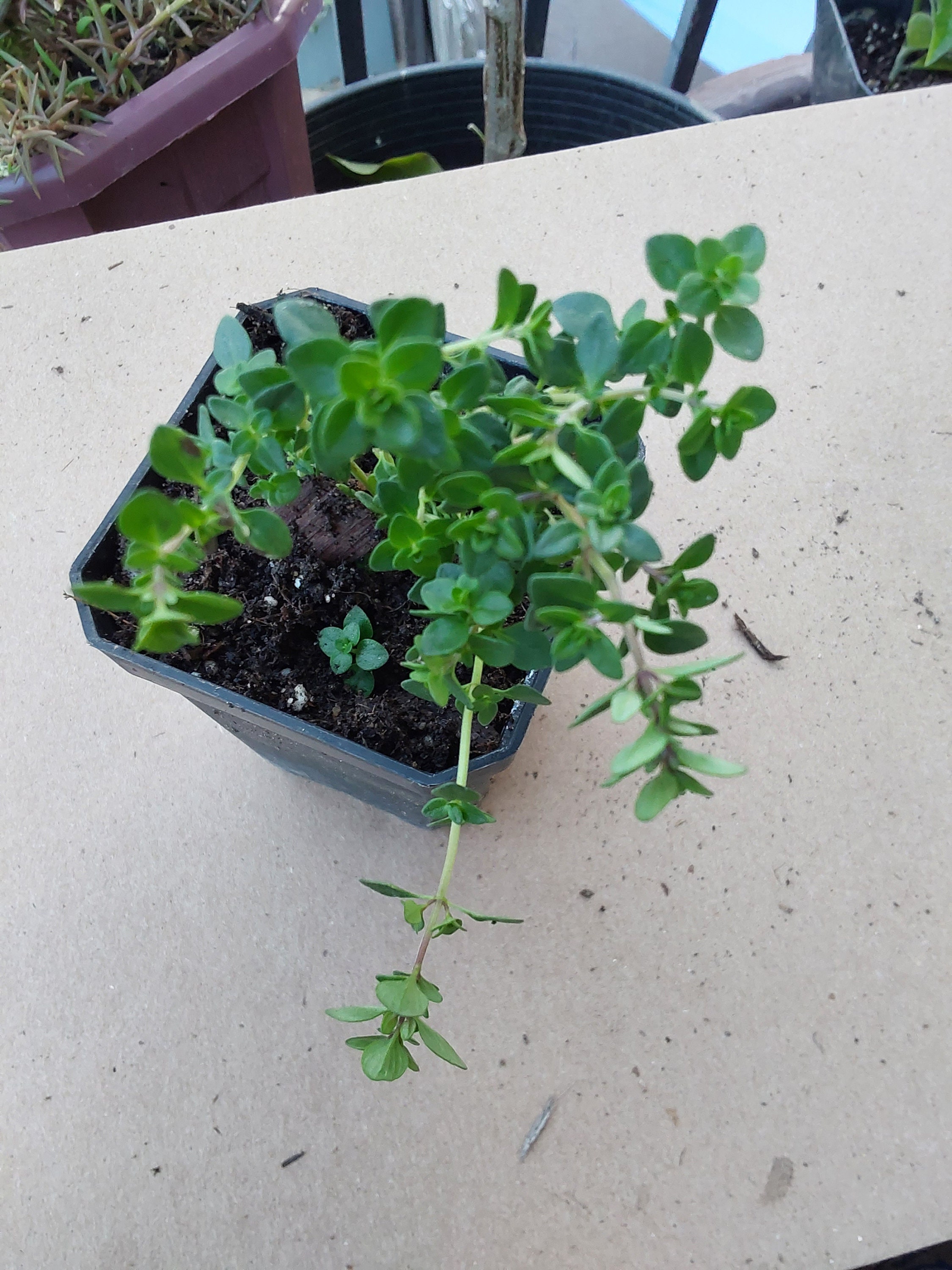 Thyme/ Tomillo Plant - Etsy