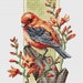 Fire Piranga Cross Stitch Pattern Bird Pattern Little Bird Embroidery ...