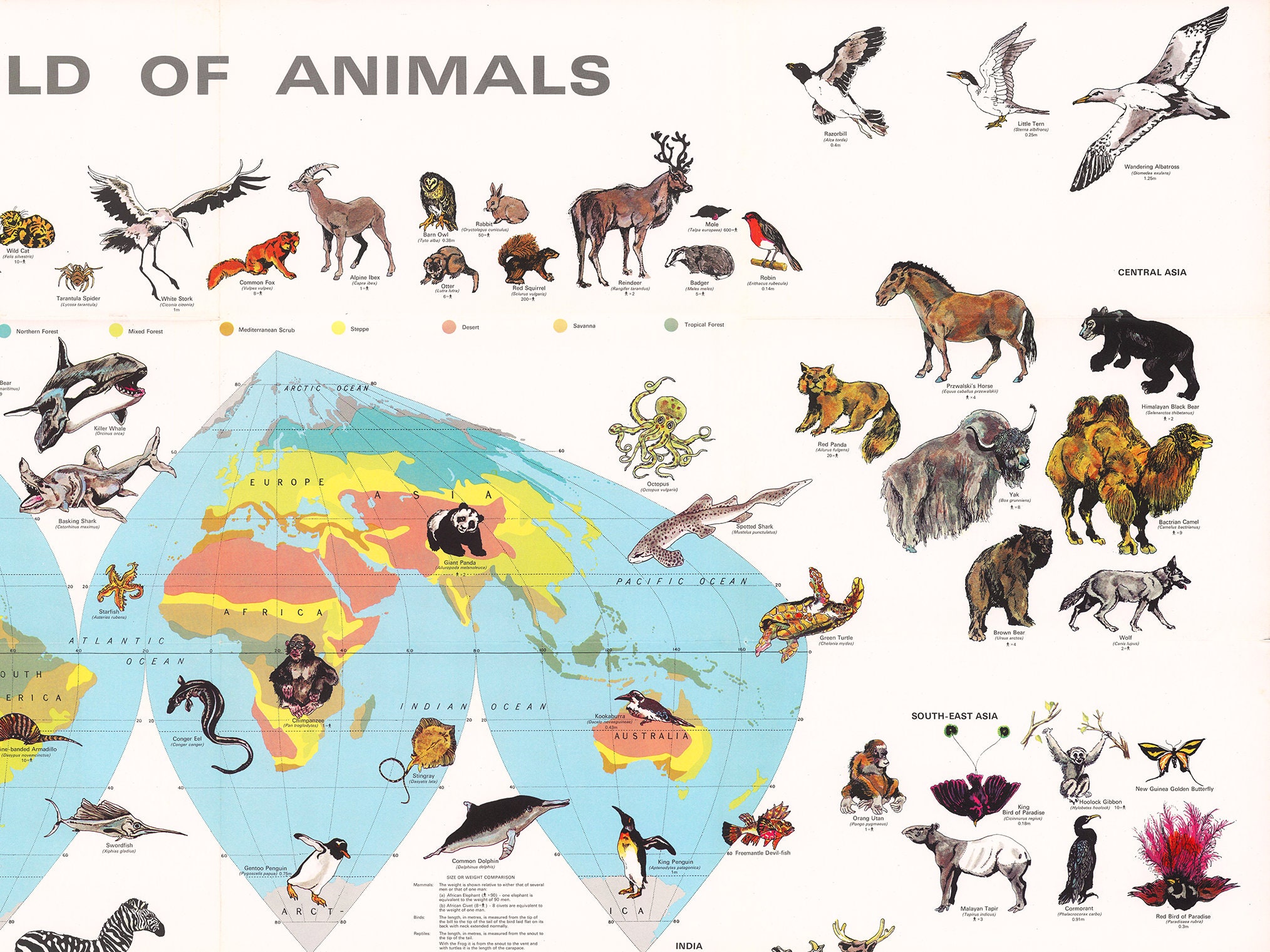 World Map Featuring Animals Across the Globe, Animal Species ...