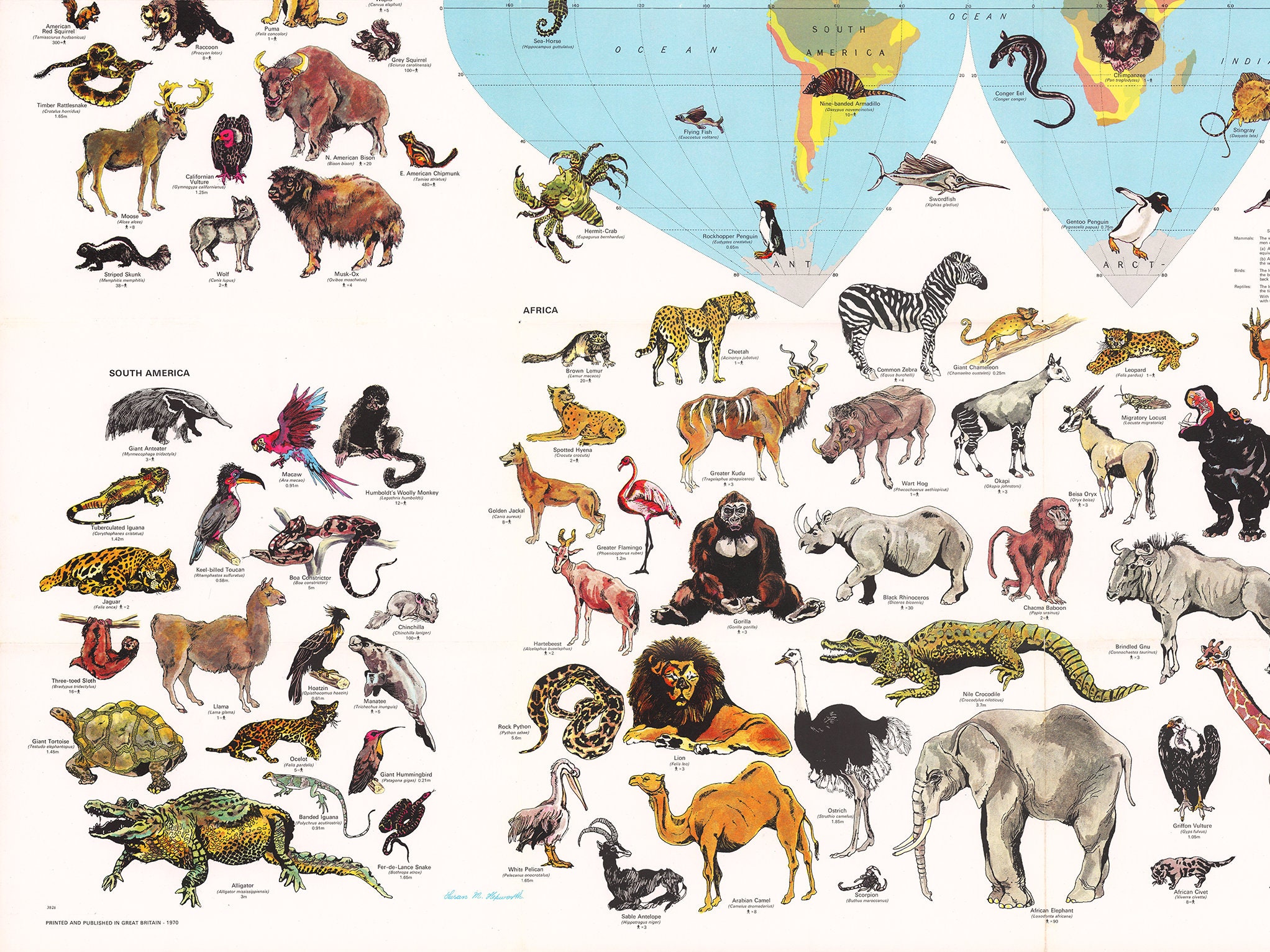 World Map Featuring Animals Across the Globe, Animal Species ...