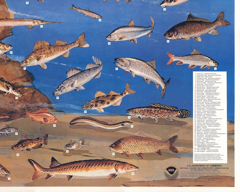 Vintage Fish Species of the Great Lakes Poster, Fishes Art Print, Fish ...